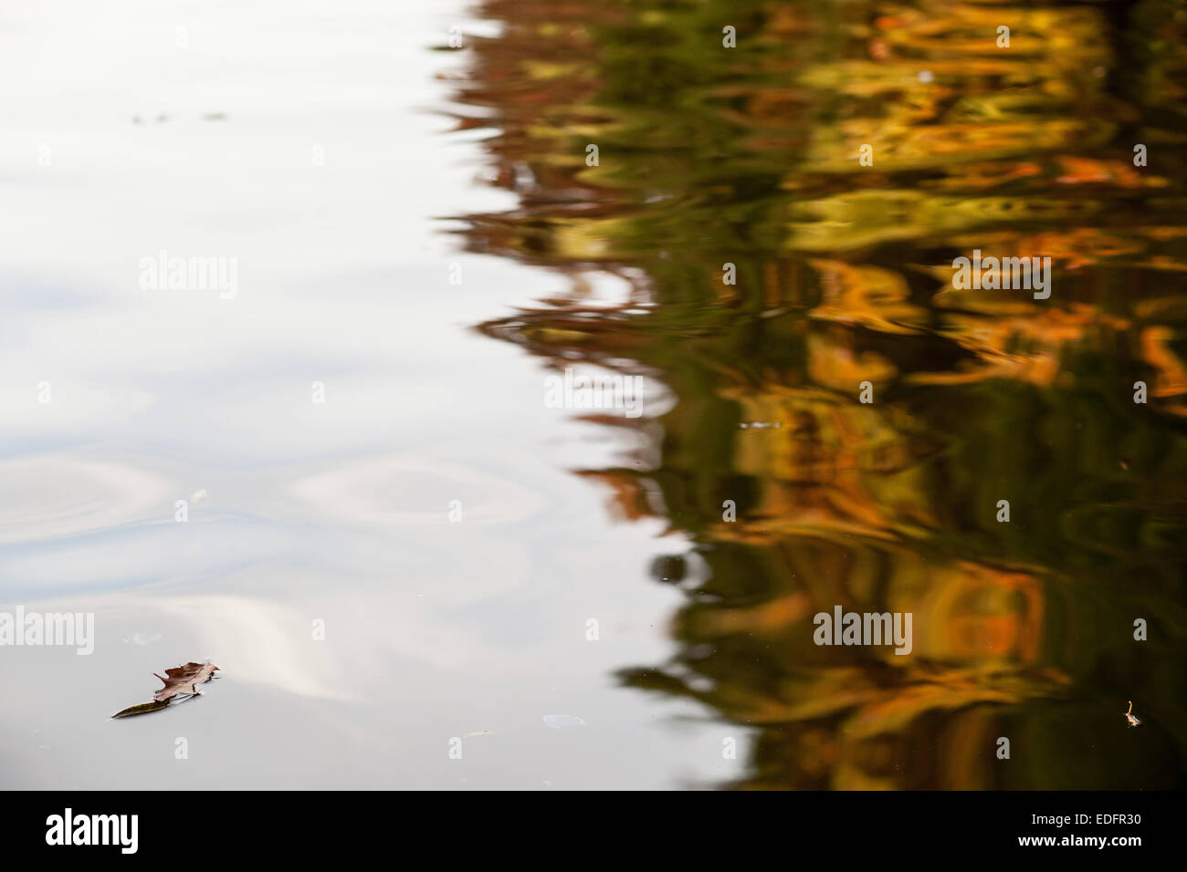 Color picture of a maple leaf floating in the water Stock Photo - Alamy
