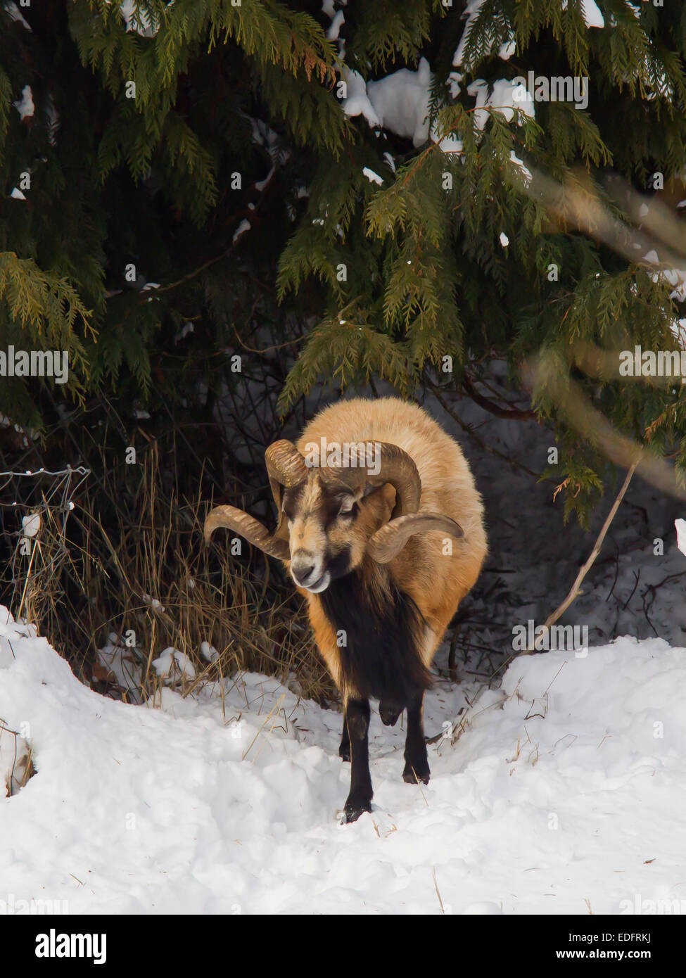 Black bellied sheep hi-res stock photography and images - Alamy