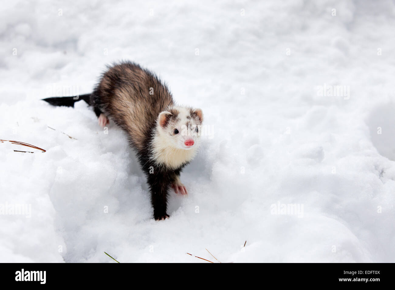 A small ferret plays in the snow Stock Photo - Alamy