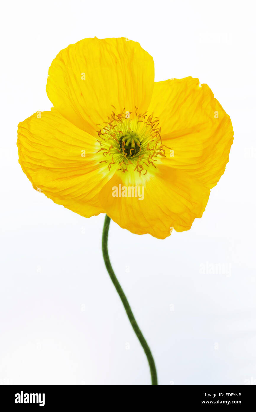 Yellow Icelandic Poppy Stock Photo - Alamy