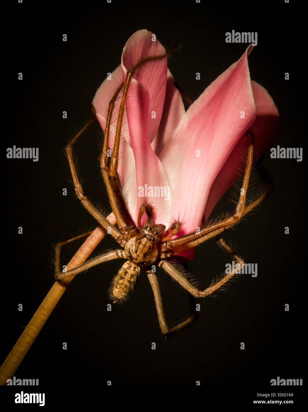 Spider on flower hi-res stock photography and images - Alamy