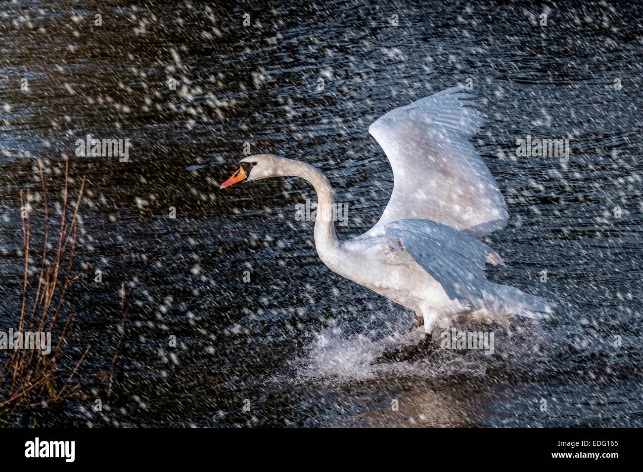 Swan landing on water in snow Stock Photo - Alamy