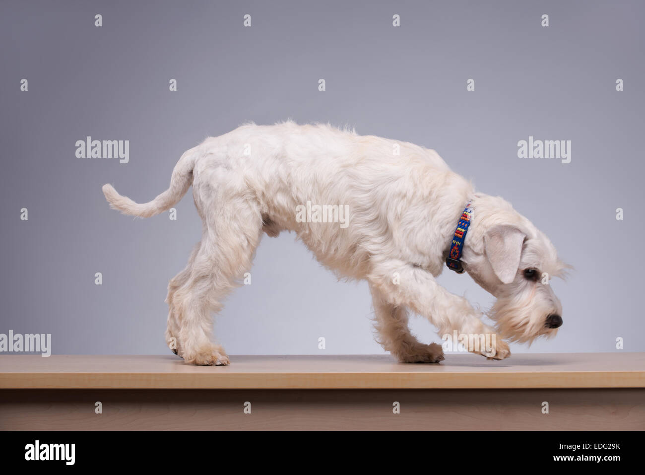 Cute little dog on the table Stock Photo - Alamy