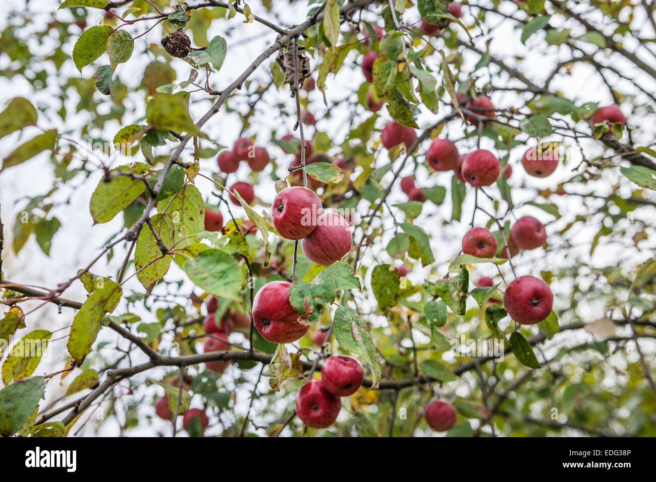 Tree zone hi-res stock photography and images - Alamy