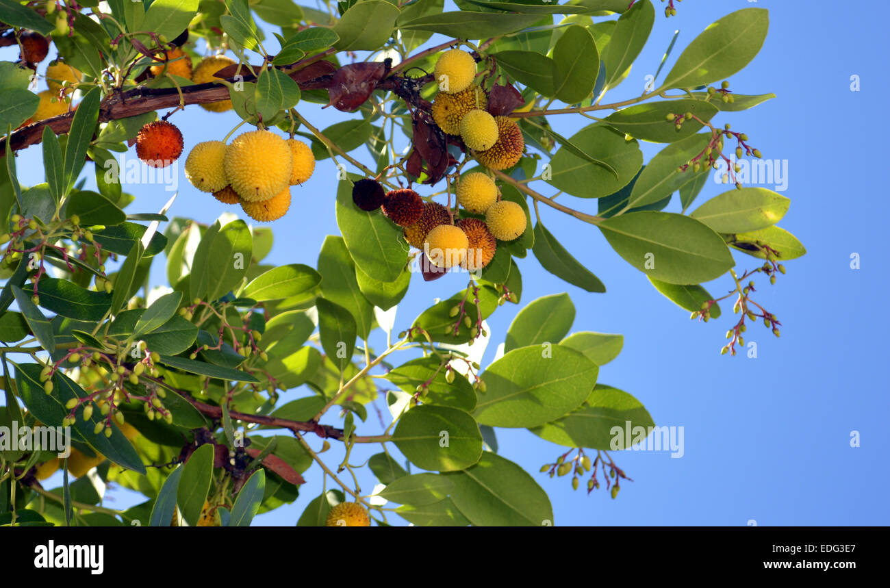 Strawberry Tree Latin name Arbutus unedo Stock Photo - Alamy