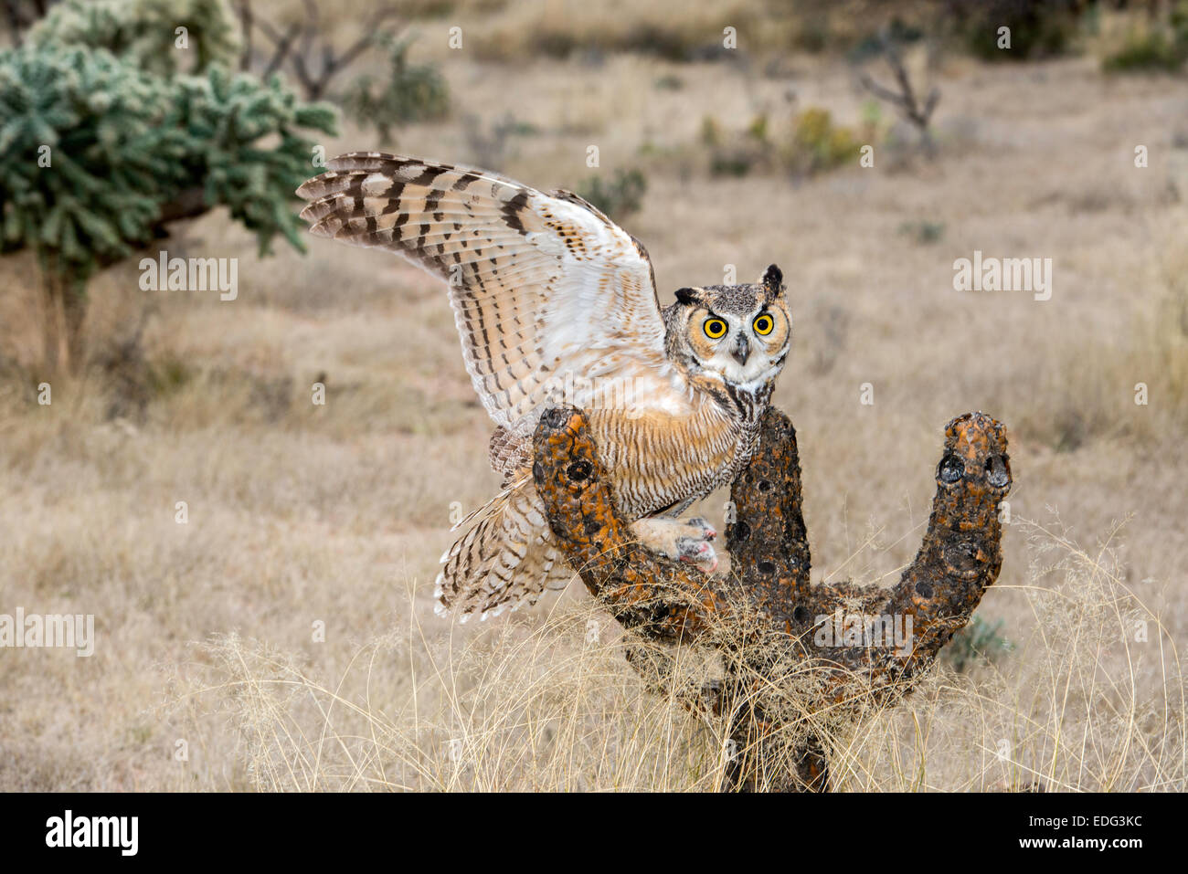 Great Horned Owl Bubo virginianus Tucson, Arizona, United States 28 ...