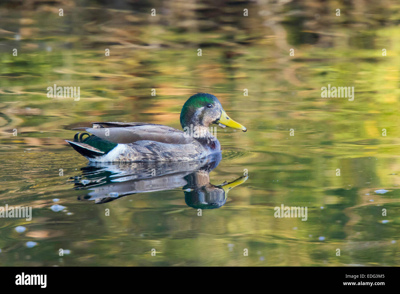 Hybrid duck hi-res stock photography and images - Alamy