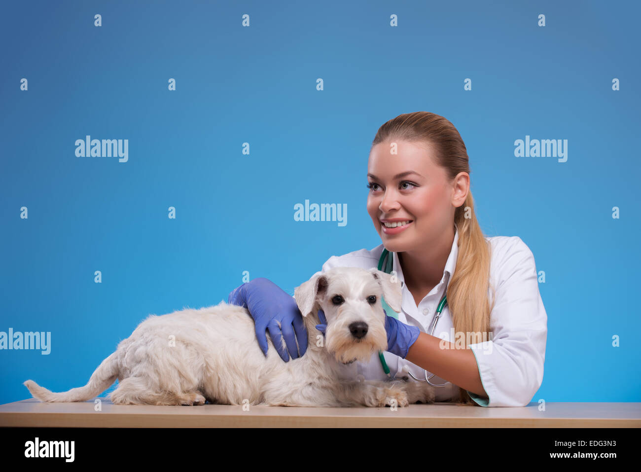 Cute little dog visits vet Stock Photo - Alamy