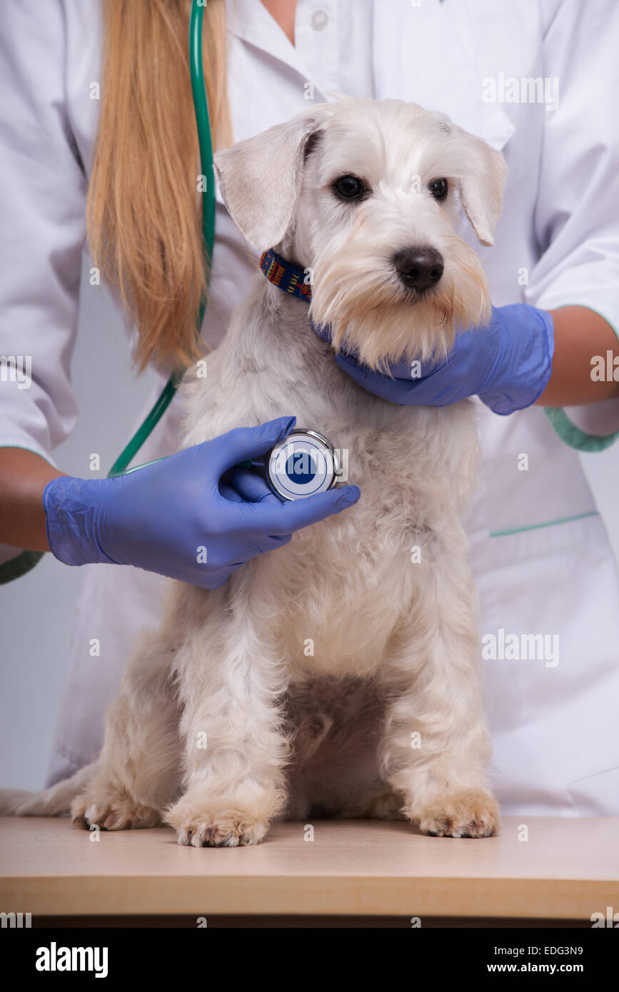 Female veterinarian examines little dog with stethoscope Stock Photo ...