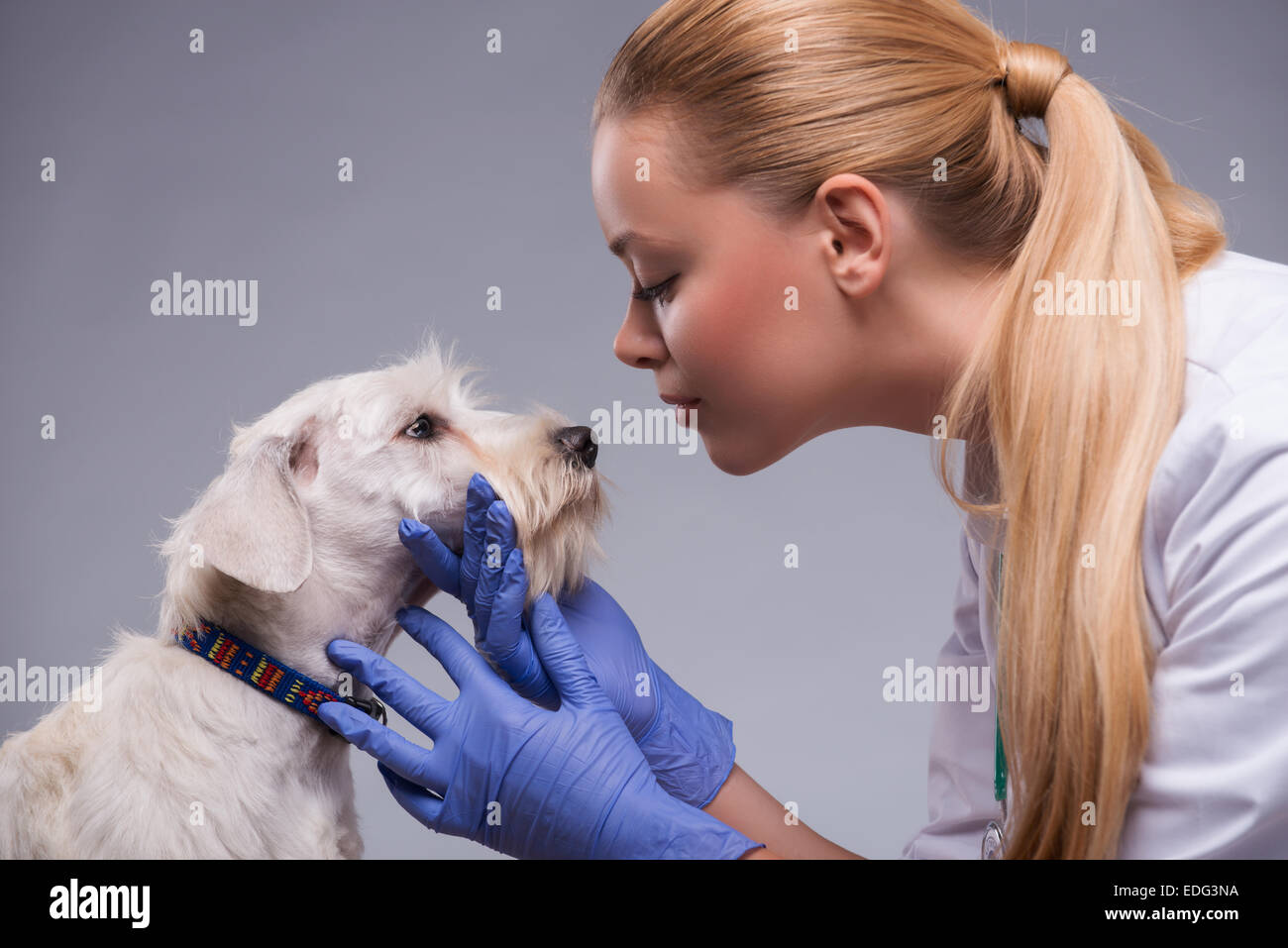 Cute little dog visits vet Stock Photo - Alamy