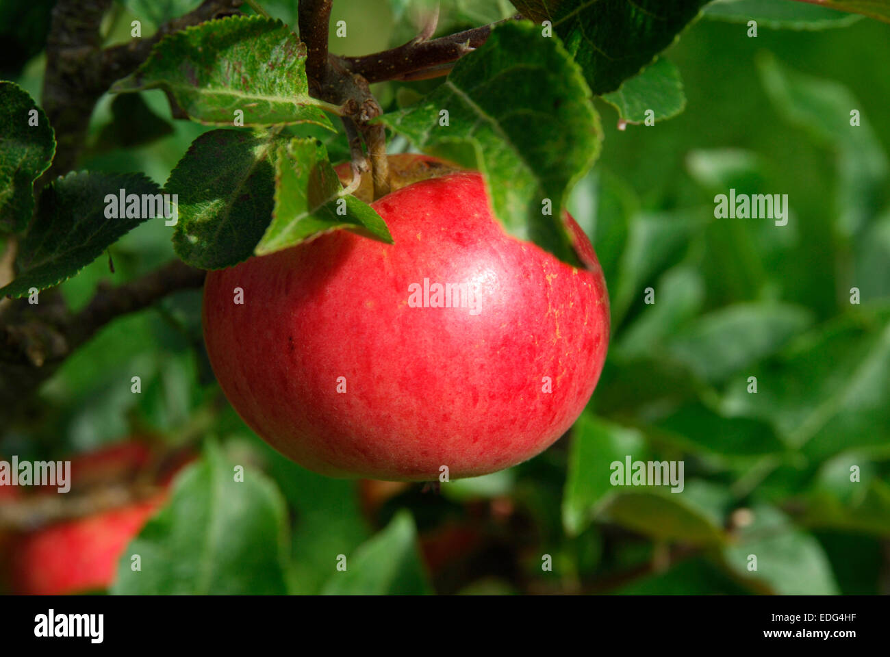 Bright red apple. Red Devil variety Stock Photo - Alamy