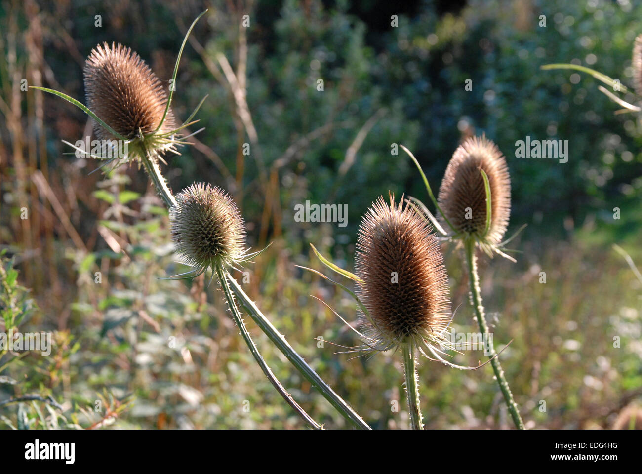 Four teasel seed heads Stock Photo - Alamy