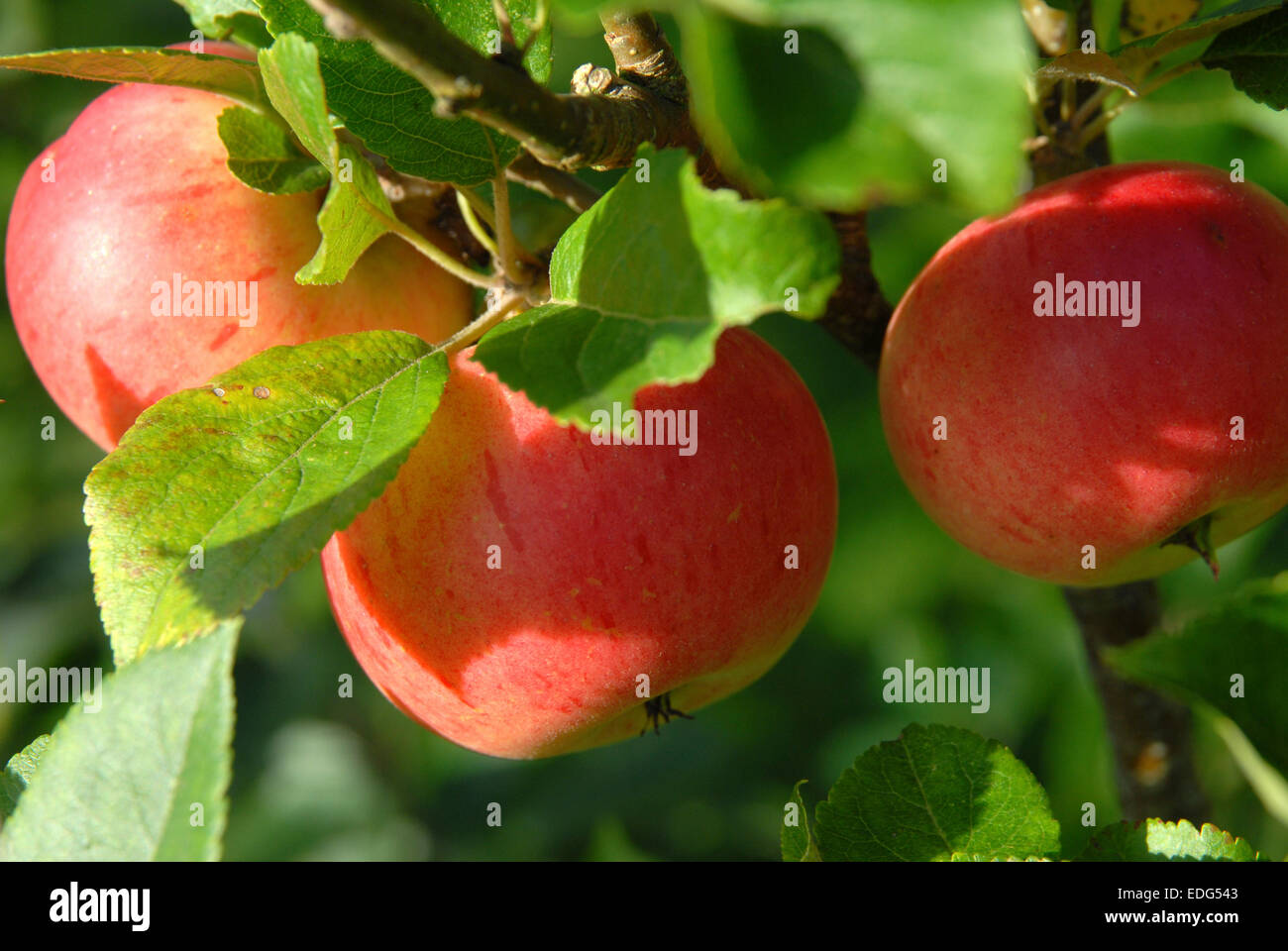 Three ripe red apples. 'Red Devil' variety Stock Photo - Alamy