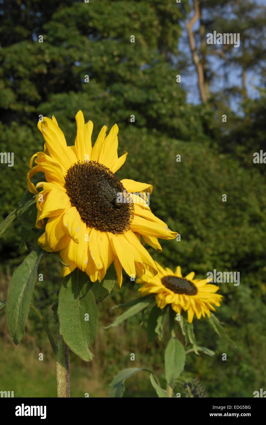 Two large sunflowers against a green background Stock Photo - Alamy