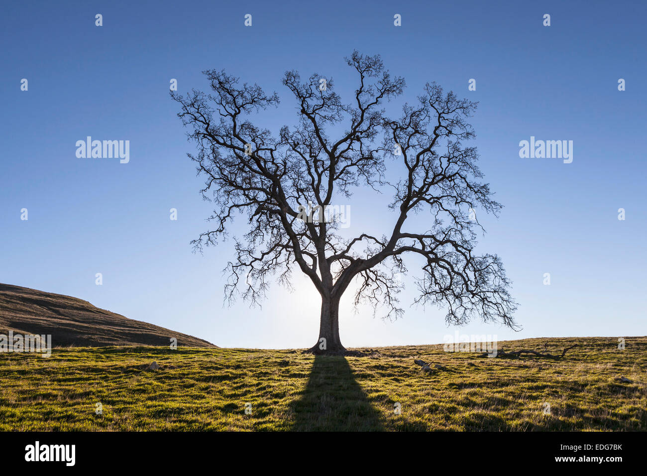 Leafless California White Oak in winter Stock Photo - Alamy