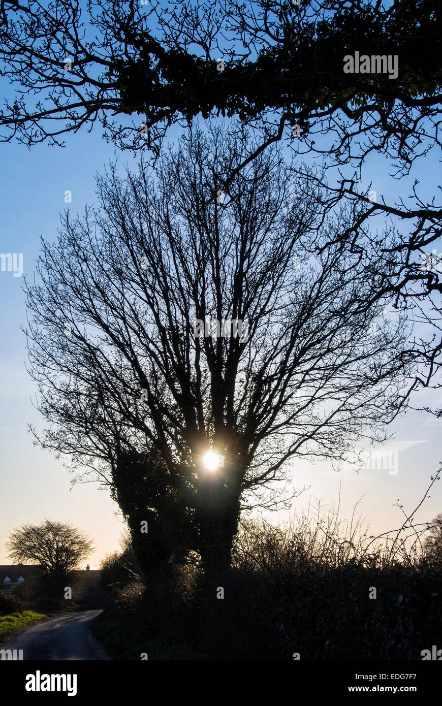 LATE AFTERNOON WINTER SUN THROUGH TREE BRANCHES Stock Photo - Alamy