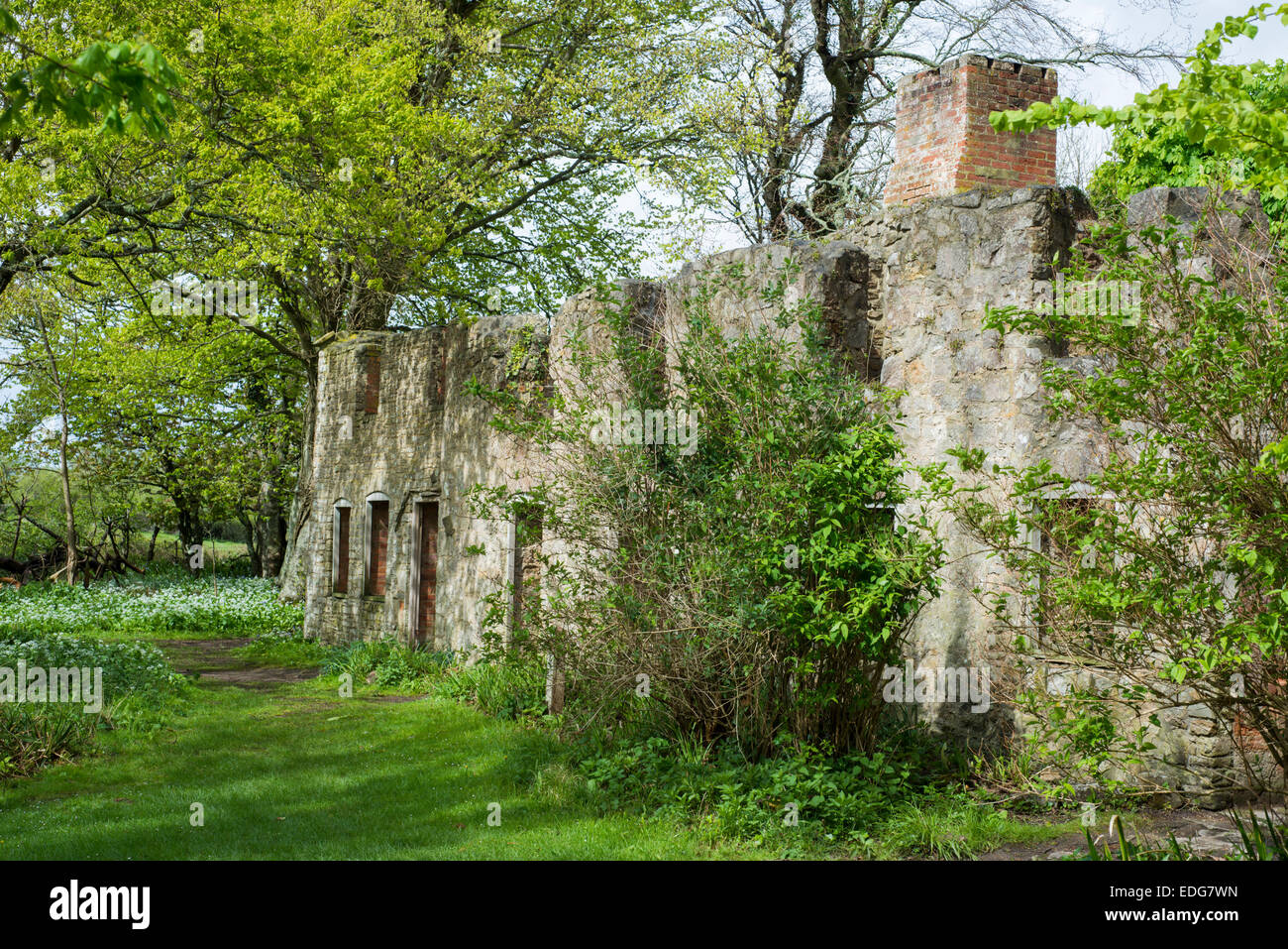 Ruined buildings in the abandoned village of Tyneham in Dorset, England ...