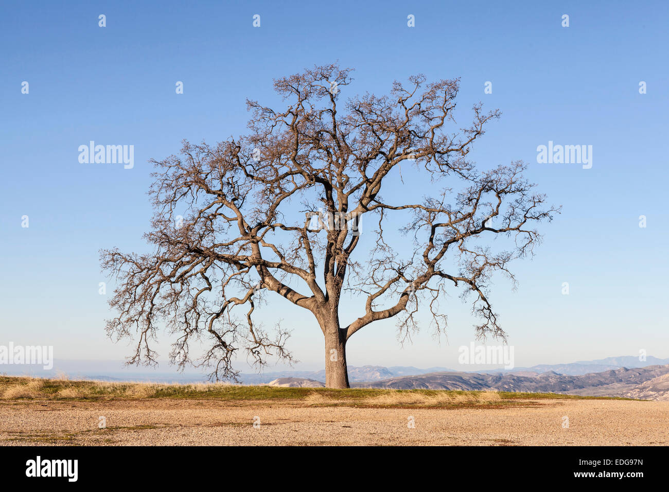 Leafless White Oak Tree with endless mountaintop view Stock Photo - Alamy