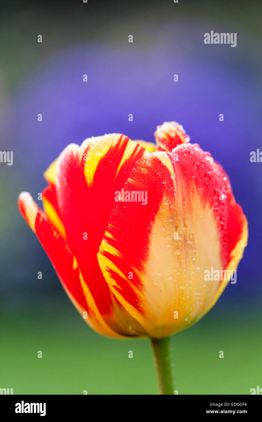 Tulip Banja luka Stock Photo - Alamy