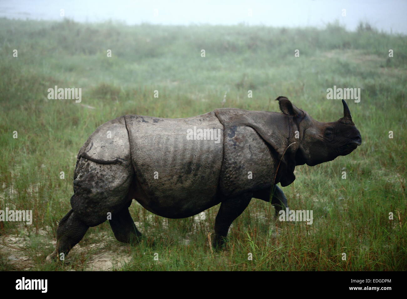 Armored Rhino High Resolution Stock Photography and Images - Alamy