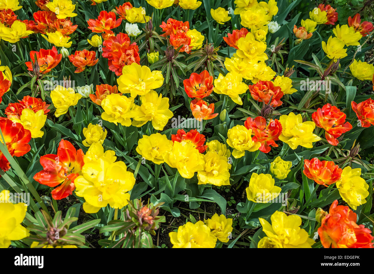 TULIPA - YELLOW AND RED DWARF TULIPS Stock Photo - Alamy