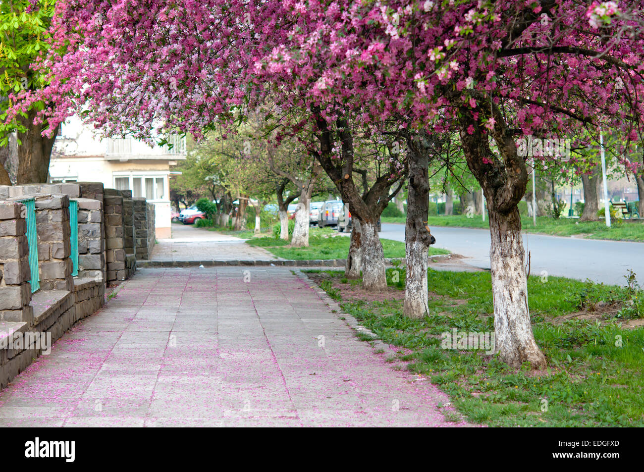 sakura blossom pathway in Uzhhorod, Ukraine Stock Photo - Alamy