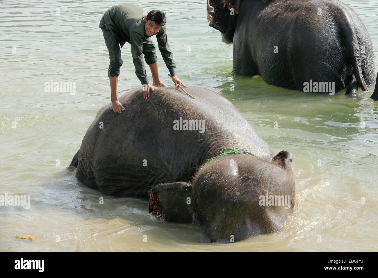Transporting elephants hi-res stock photography and images - Alamy