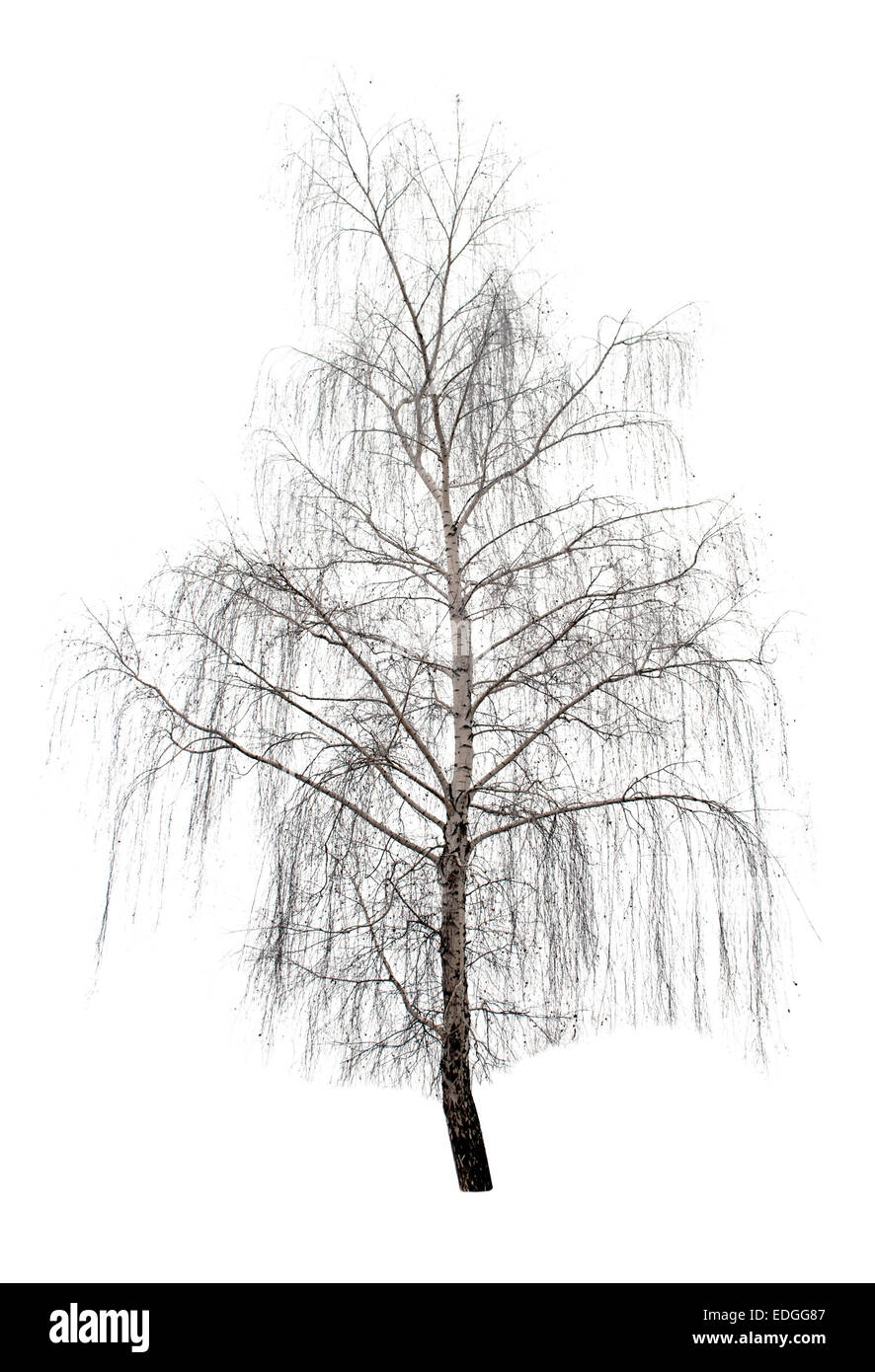 Single birch tree Cut Out Stock Images & Pictures - Alamy