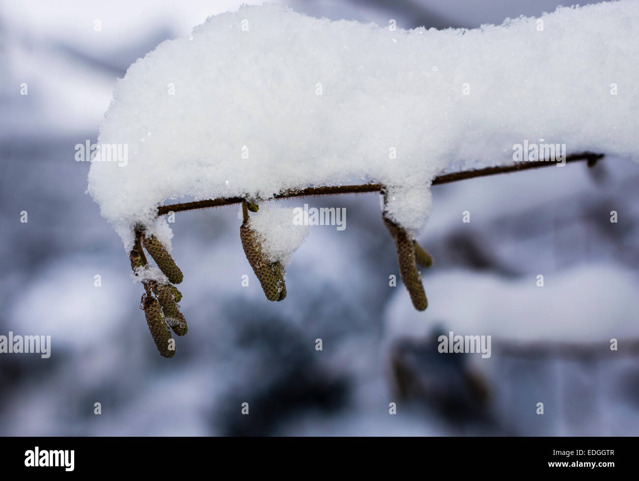 Hazel tree twig hi-res stock photography and images - Alamy