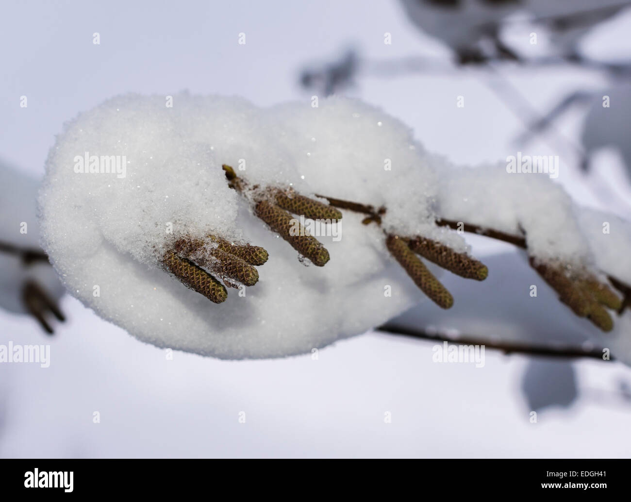 Hazel tree twig hi-res stock photography and images - Alamy