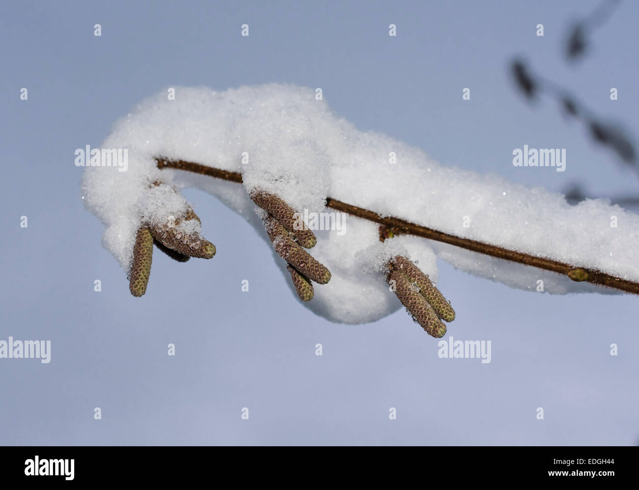Twig and florescence of a hazel tree covered by snow Stock Photo - Alamy