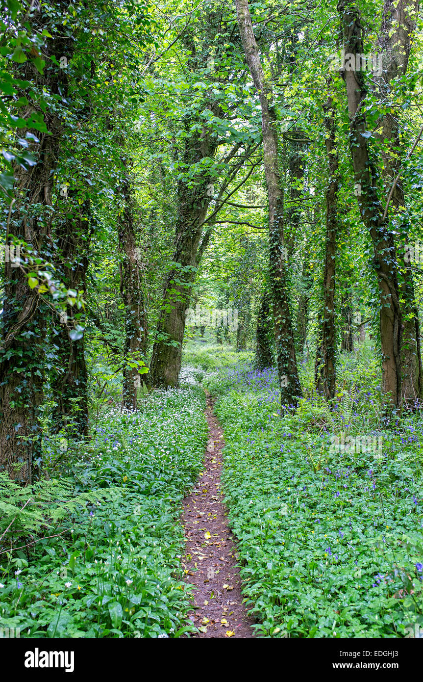 Uk spring path footpath track hi-res stock photography and images - Alamy