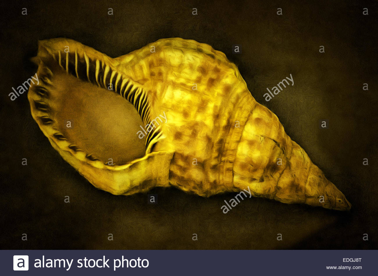 Triton Trumpet Shell Stock Photos & Triton Trumpet Shell Stock Images ...