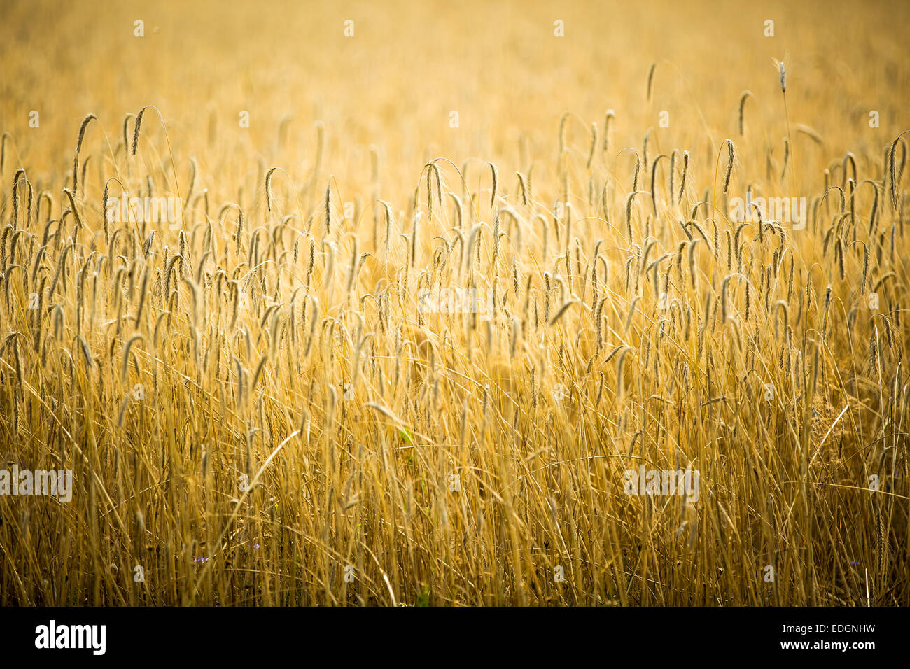 Agriculture barley bread hi-res stock photography and images - Alamy