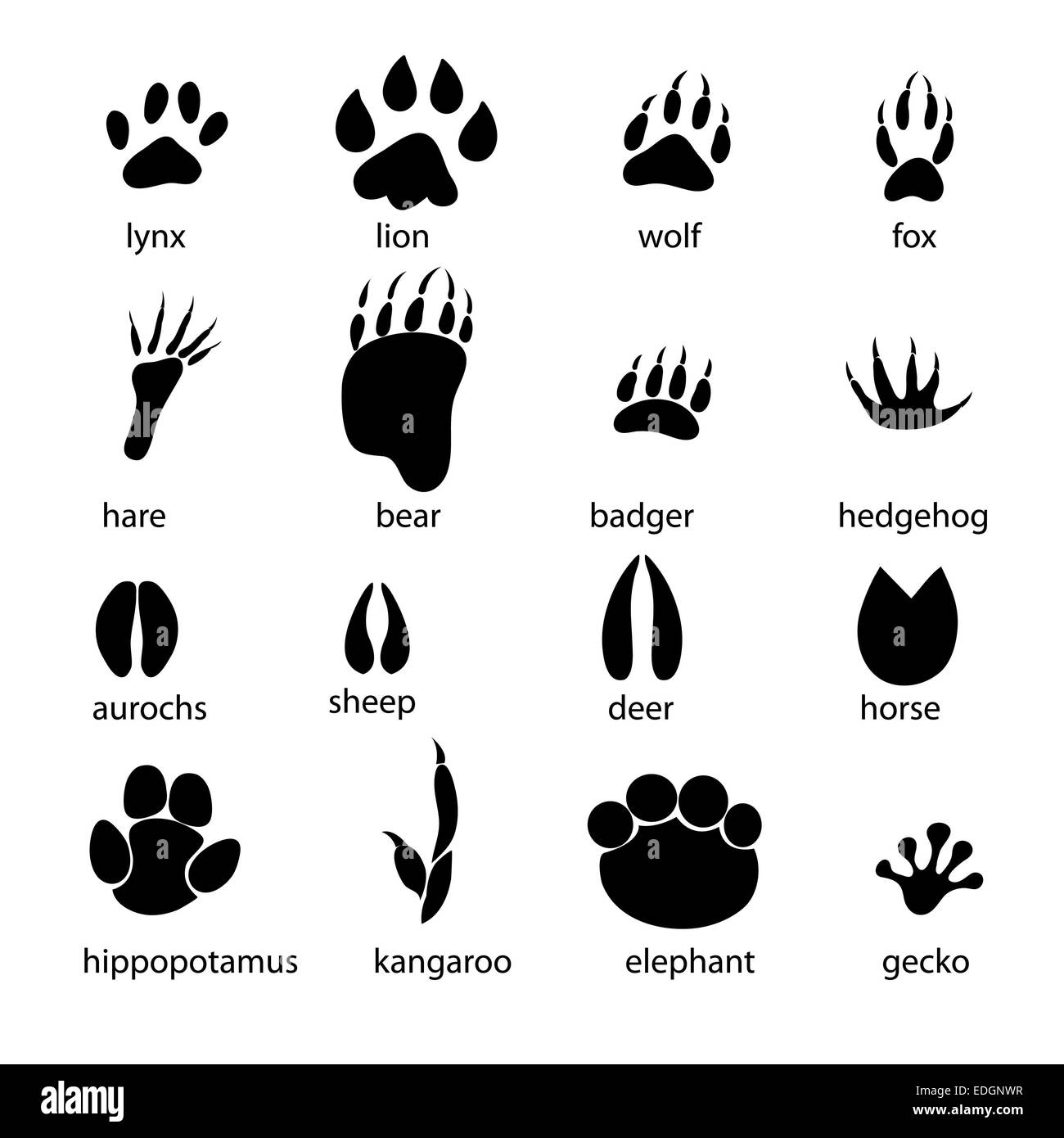 Animal footprints hi-res stock photography and images - Alamy