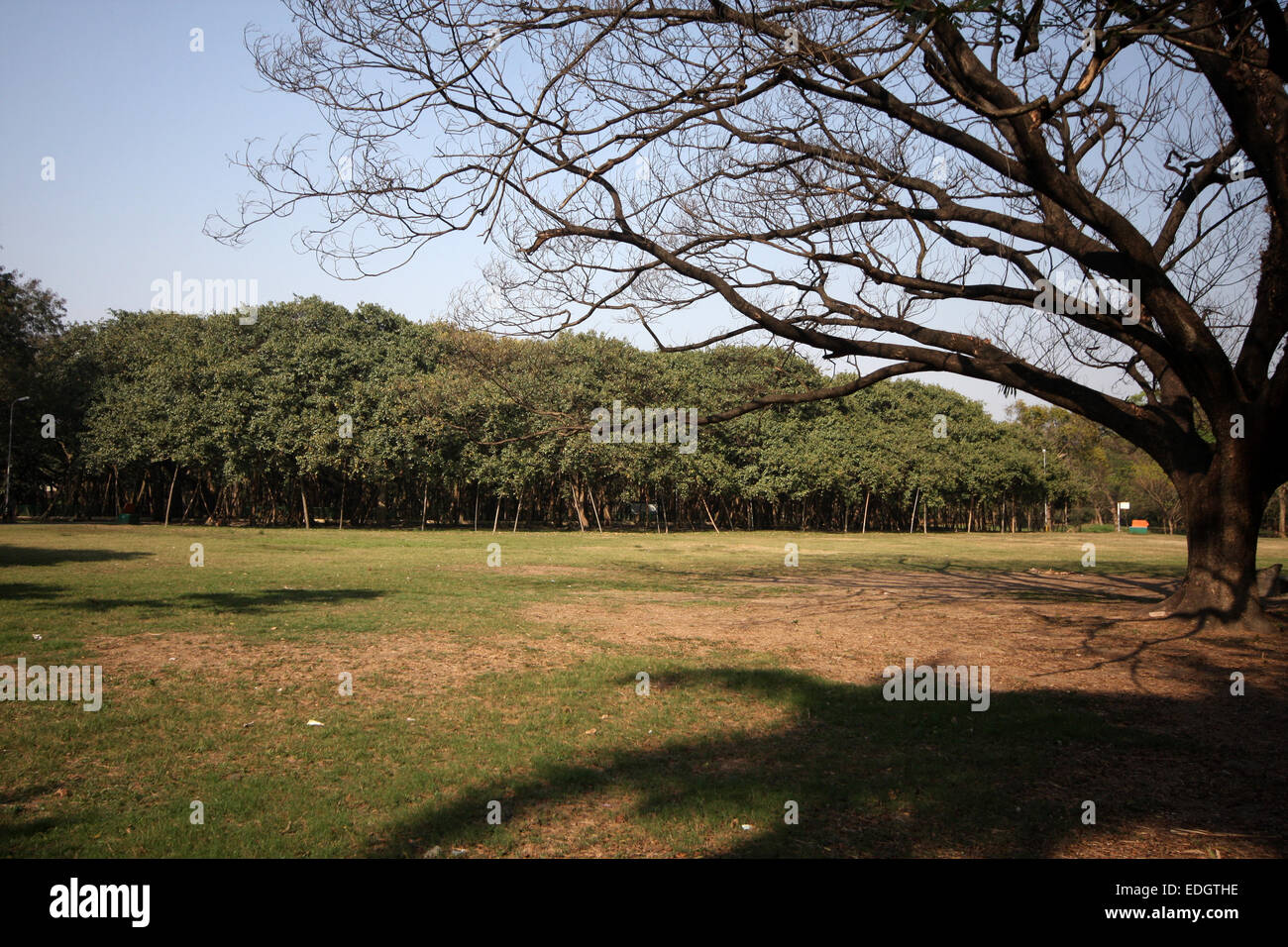 World's largest banyan tree in Calcutta Botanical Garden, India Stock ...