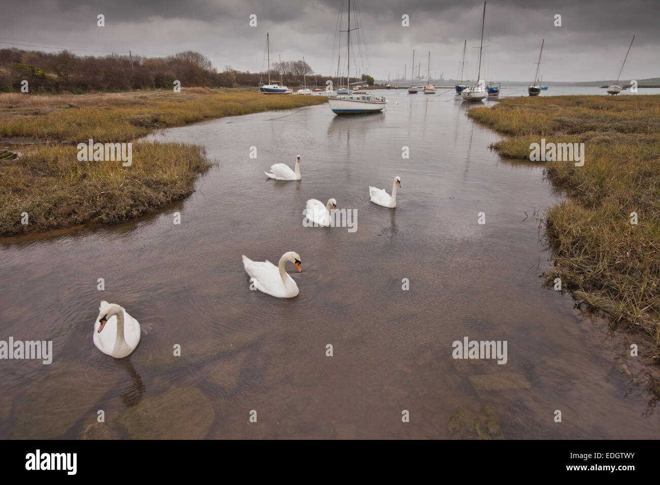 Swans in the small estuary to Pembroke Dock, Angle, Pembrokeshire Wales ...