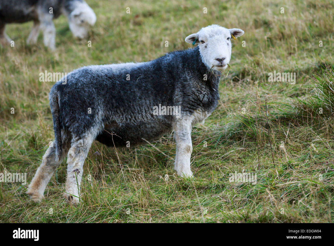 Sheep stood on steep hill in UK looking at camera Stock Photo - Alamy