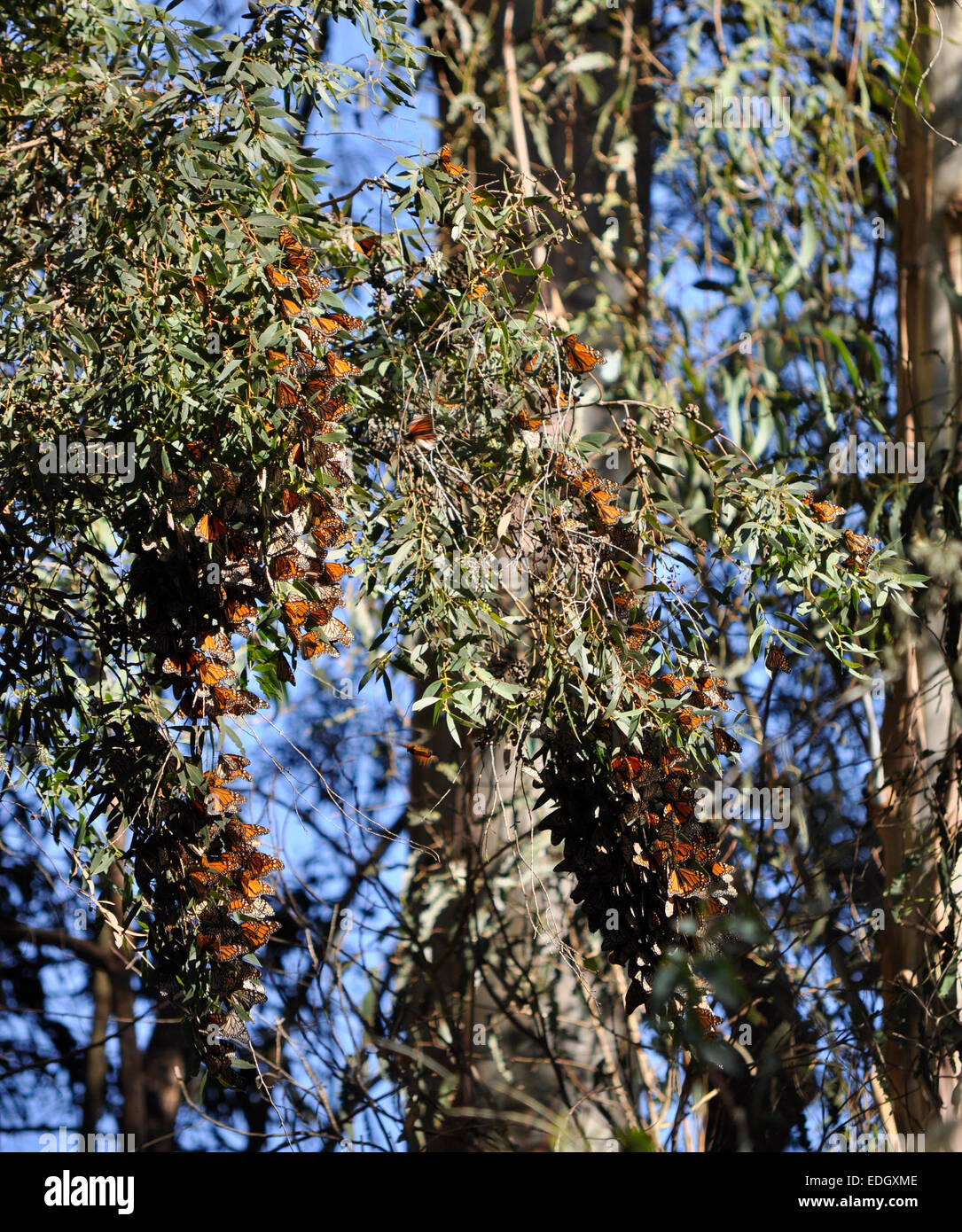 Winter migration of monarchs hi-res stock photography and images - Alamy