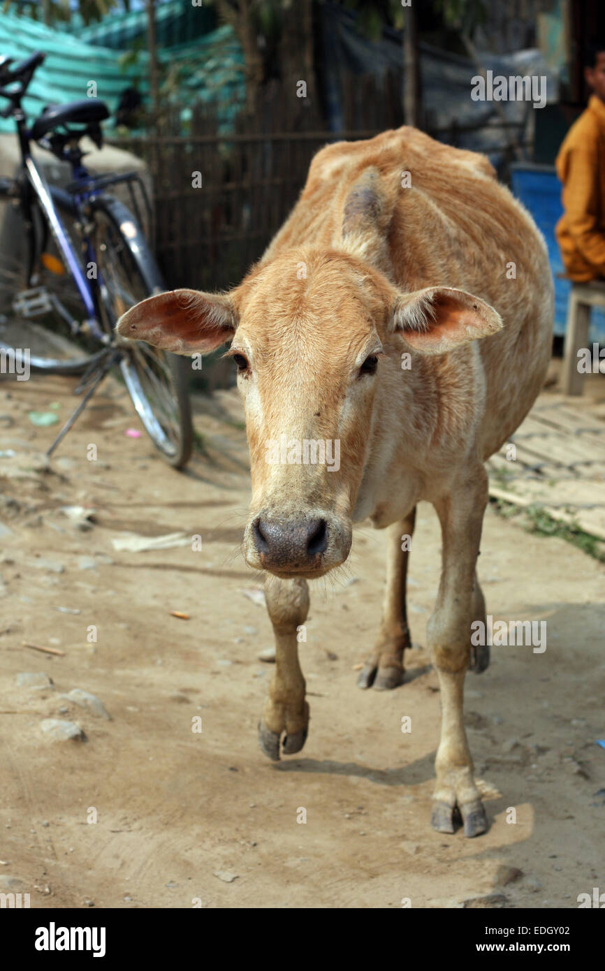 Cow in Assam in India Stock Photo - Alamy