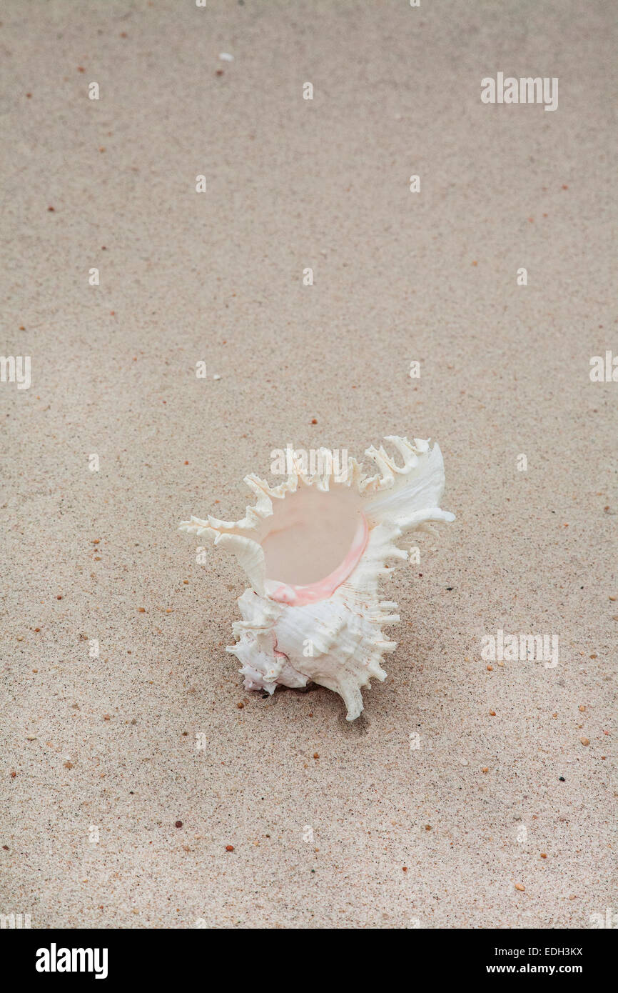 Shell images hi-res stock photography and images - Alamy