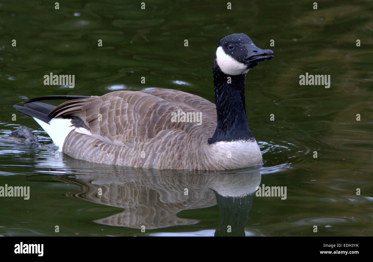 Canada goose art hi-res stock photography and images - Alamy