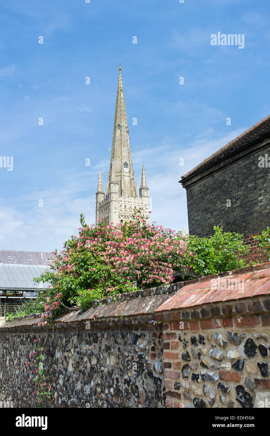 Spire of Norwich Cathedral with Wall and Honeysuckle in Foreground ...