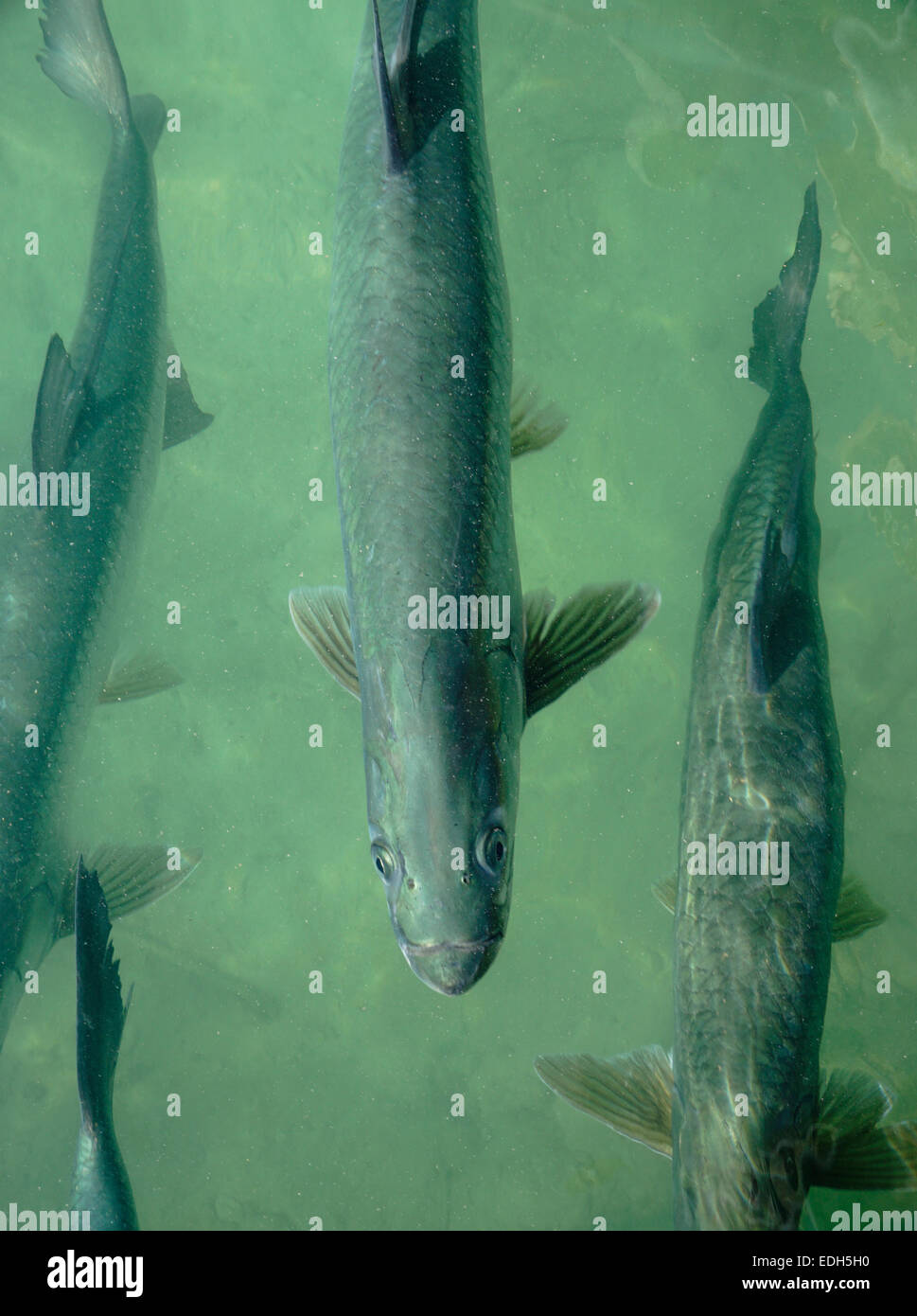 Tarpon Stock Photos & Tarpon Stock Images - Alamy