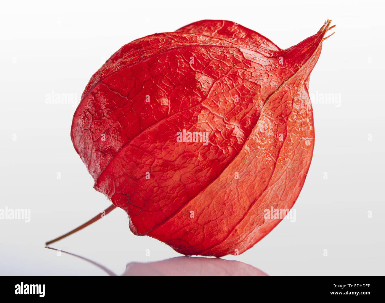Orange physalis on white background with reflection Stock Photo - Alamy