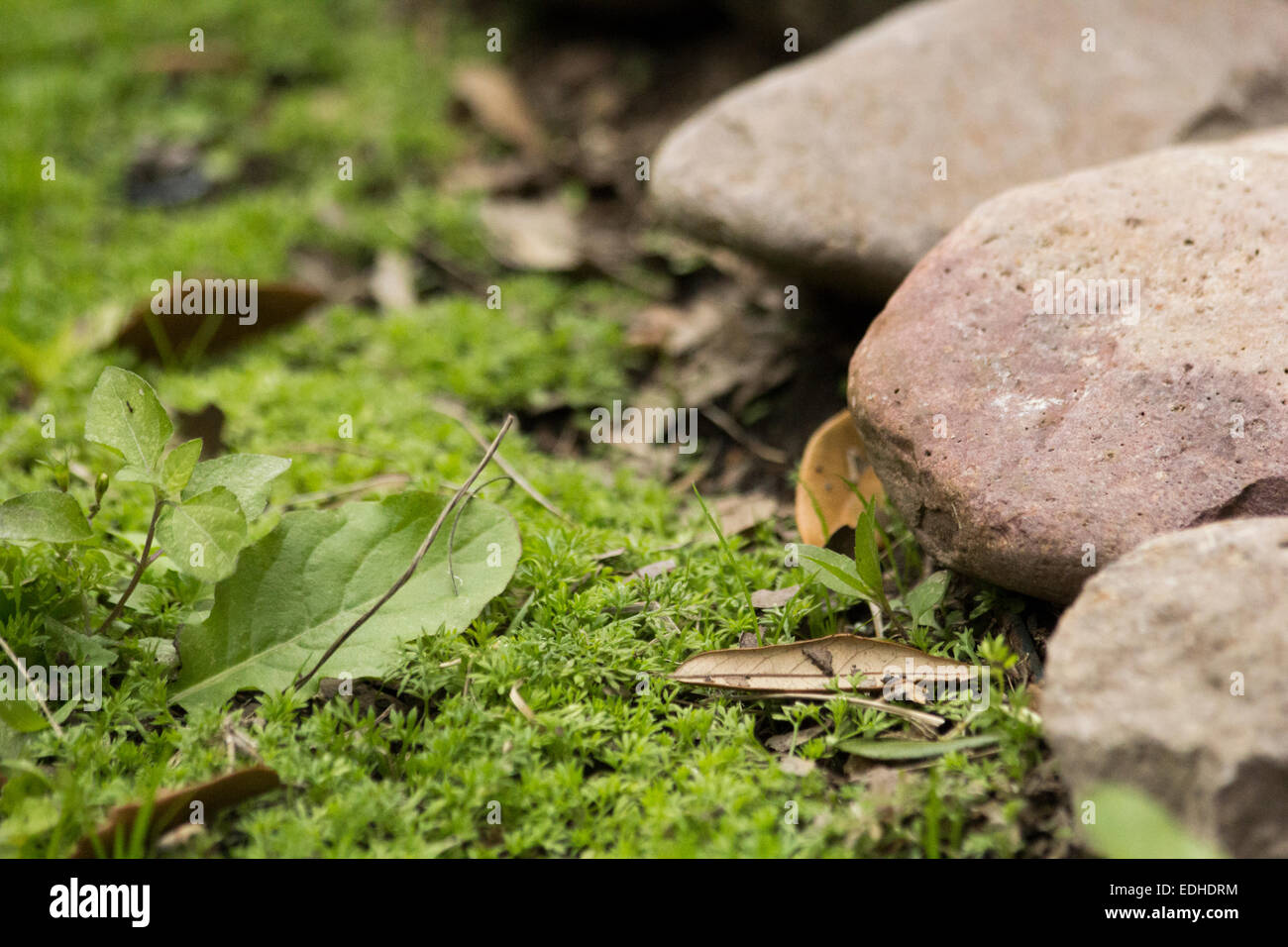 Rocks bordering grasses with weeds in an overgrown garden Stock Photo ...