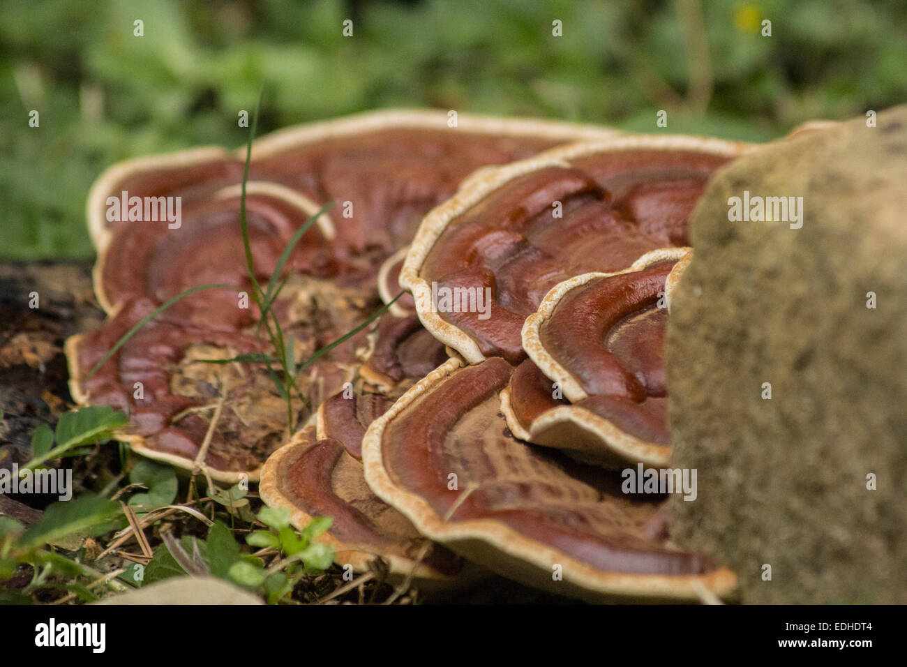 Poly pore hi-res stock photography and images - Alamy