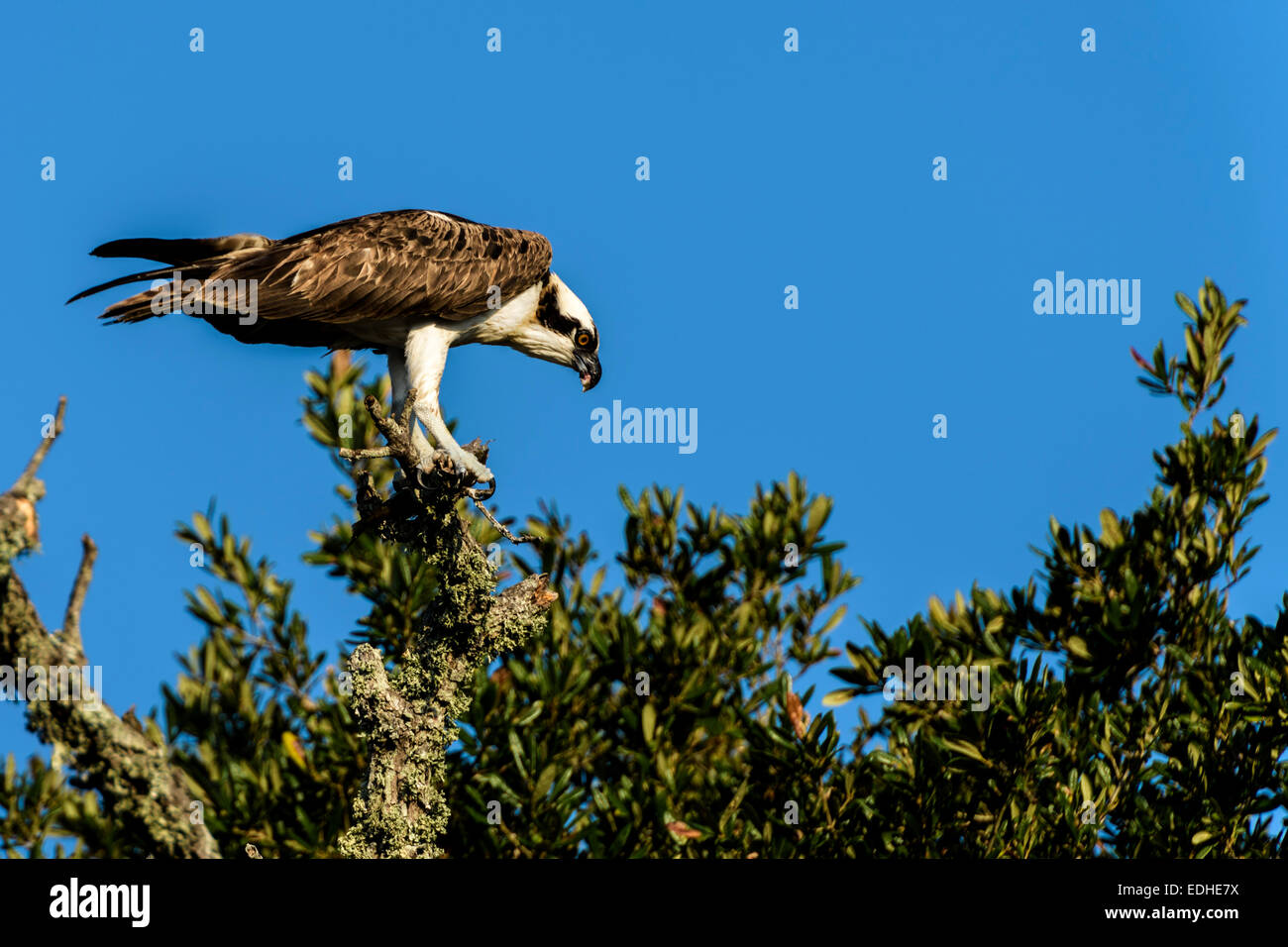Osprey raptor hi-res stock photography and images - Alamy