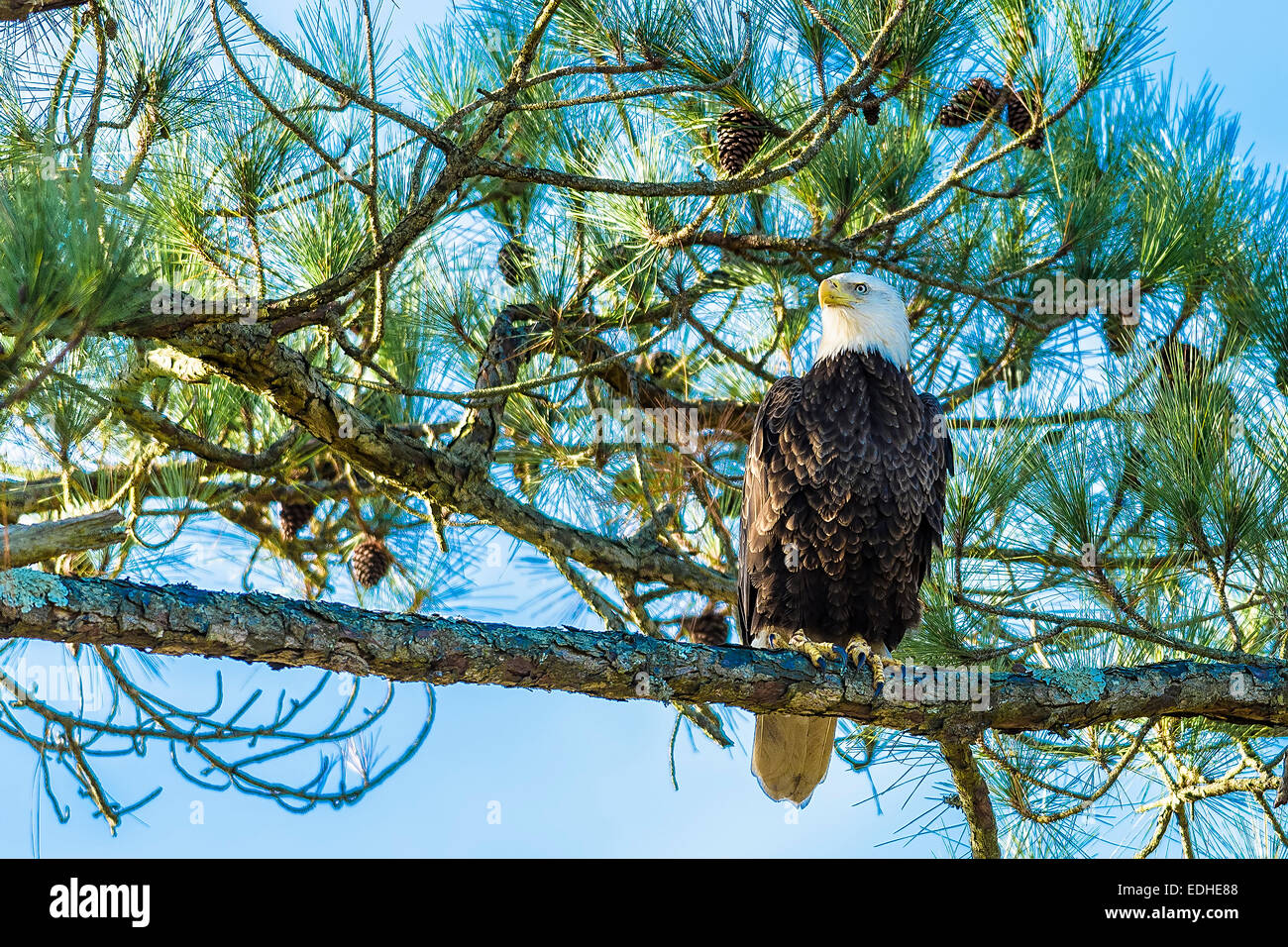 Colourful eagle hi-res stock photography and images - Alamy