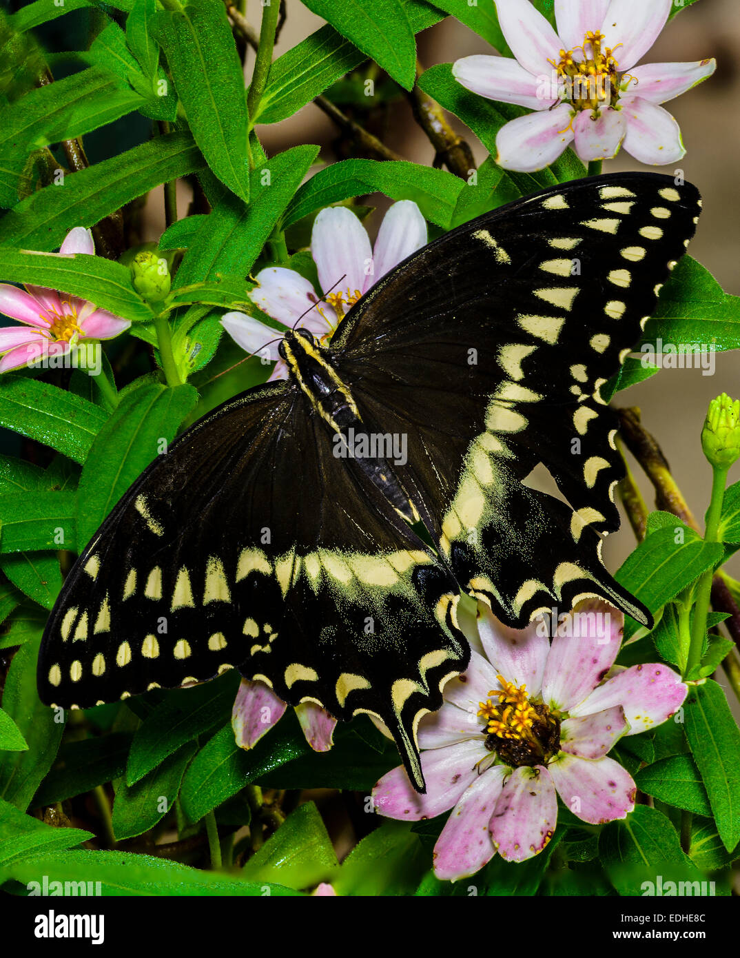 Giant swallowtail hi-res stock photography and images - Alamy